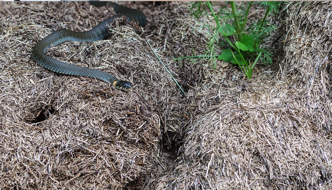 The Mystery of snake holes yard: Uncovering the Truth